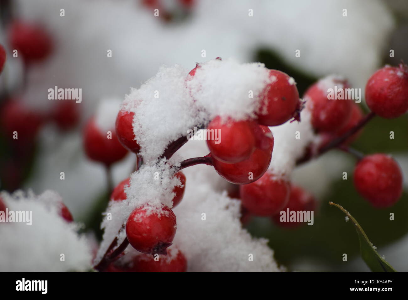 snow covered holly bush Stock Photo - Alamy