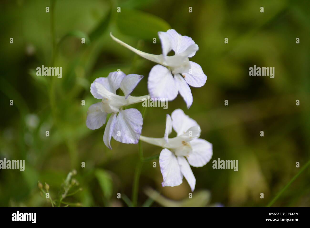 Ferrari flower hi-res stock photography and images - Alamy