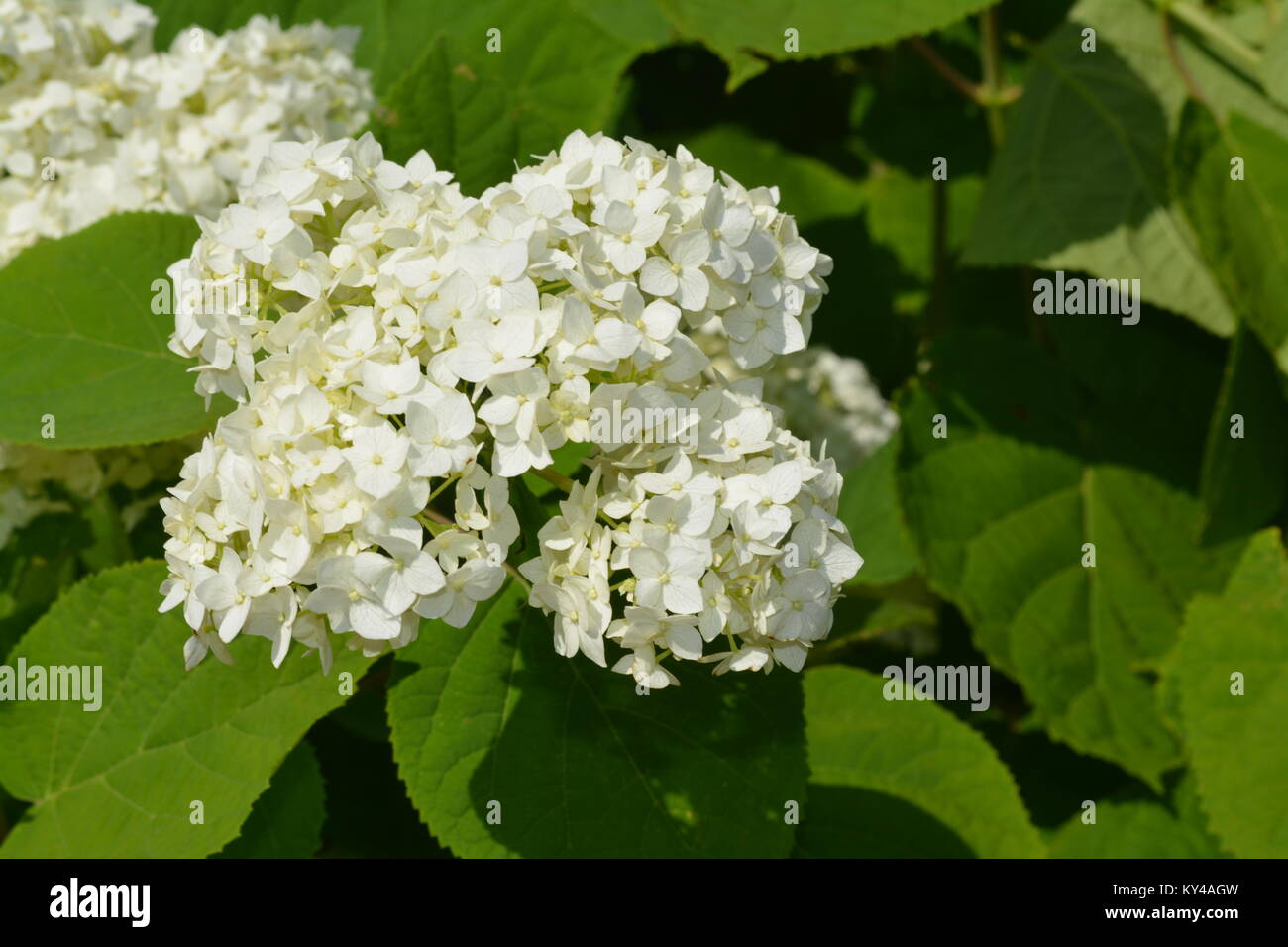 Ferrari flower hi-res stock photography and images - Alamy