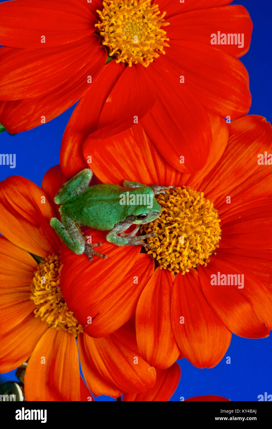 Tree frog on flowers hi-res stock photography and images - Alamy