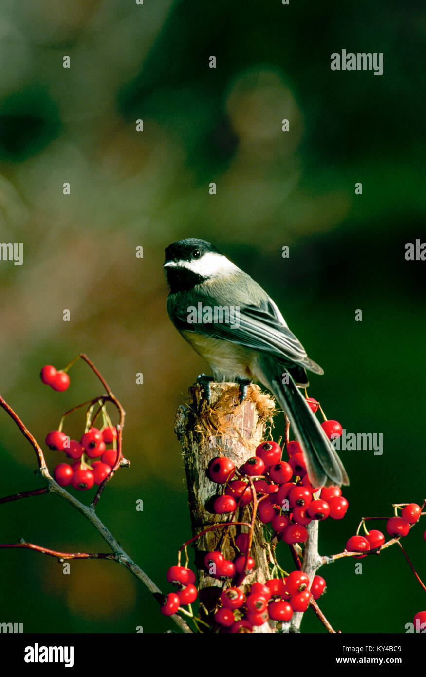 Black capped chickadee hi-res stock photography and images - Alamy