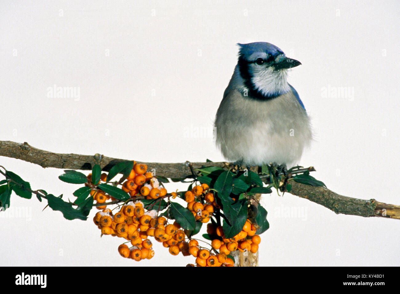 Bluejay bird hi-res stock photography and images - Alamy