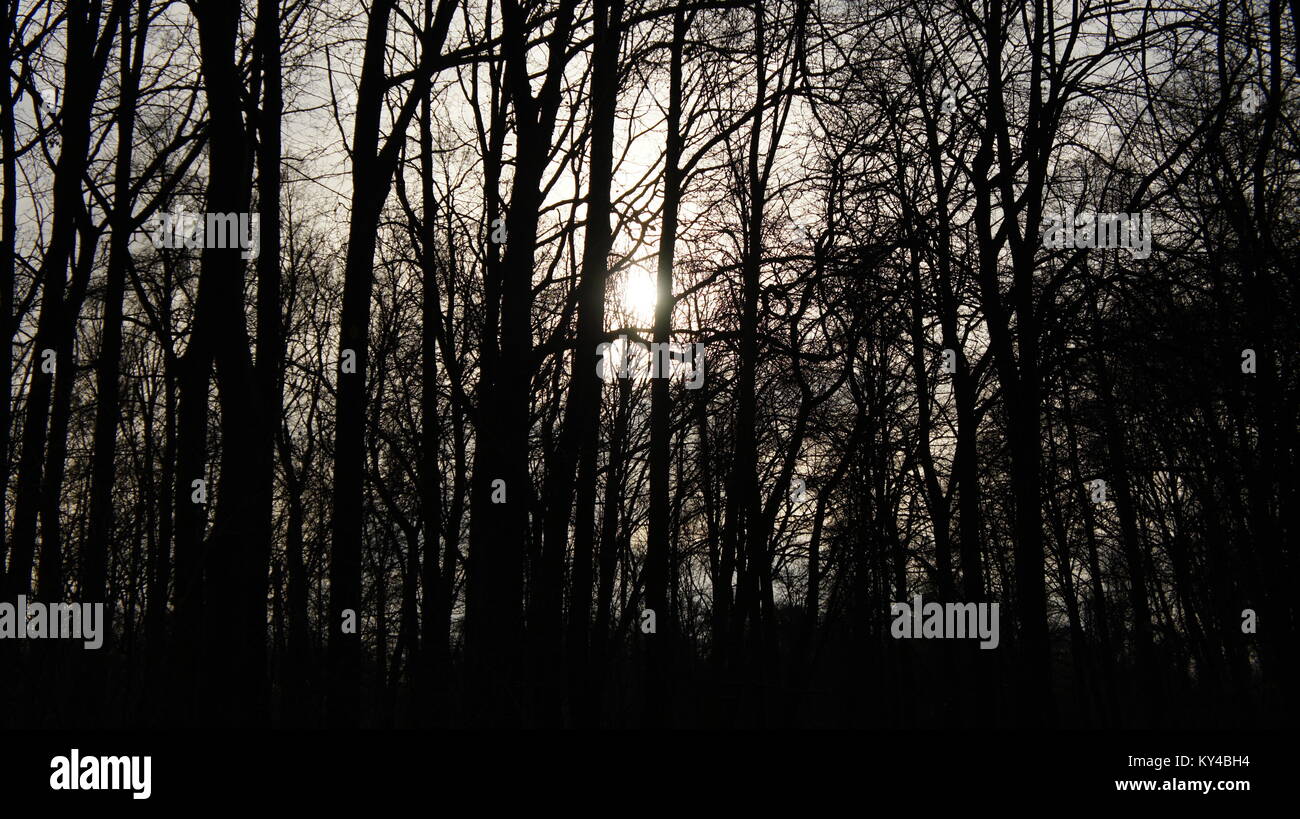 The sun in the forest Stock Photo - Alamy