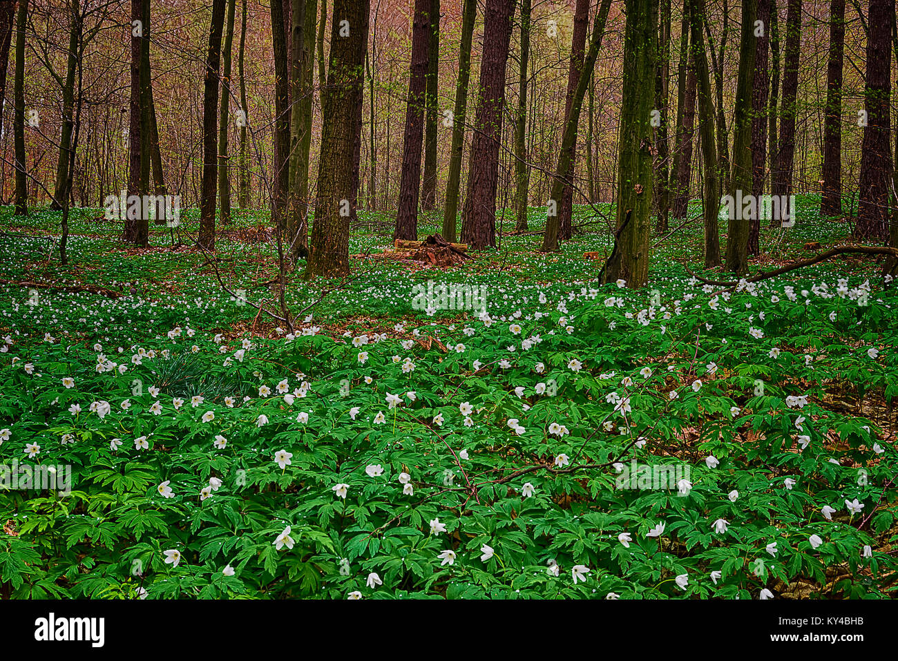 Spring flowers growing in the woods among the green grass Stock Photo ...