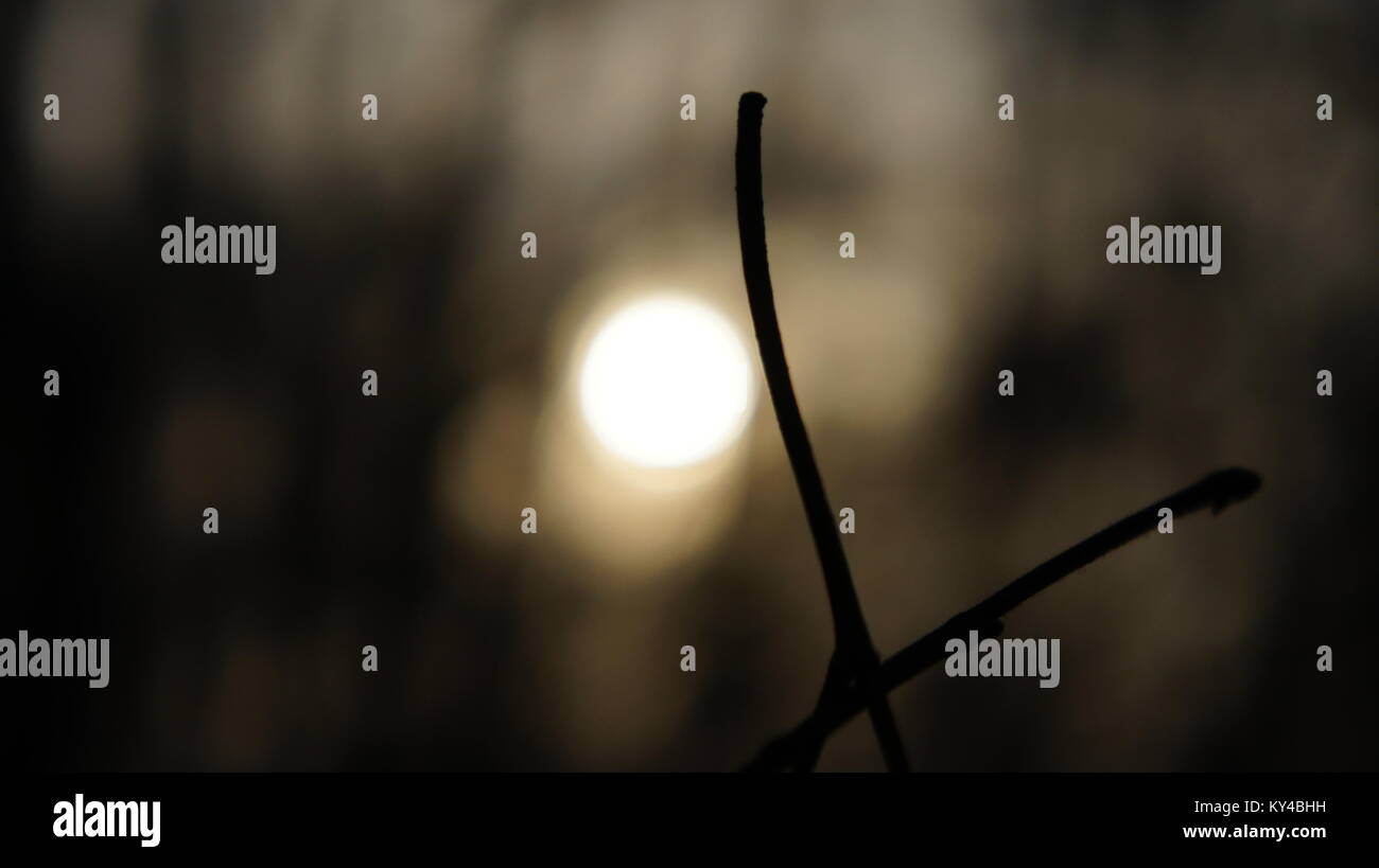 The sun in the forest Stock Photo - Alamy