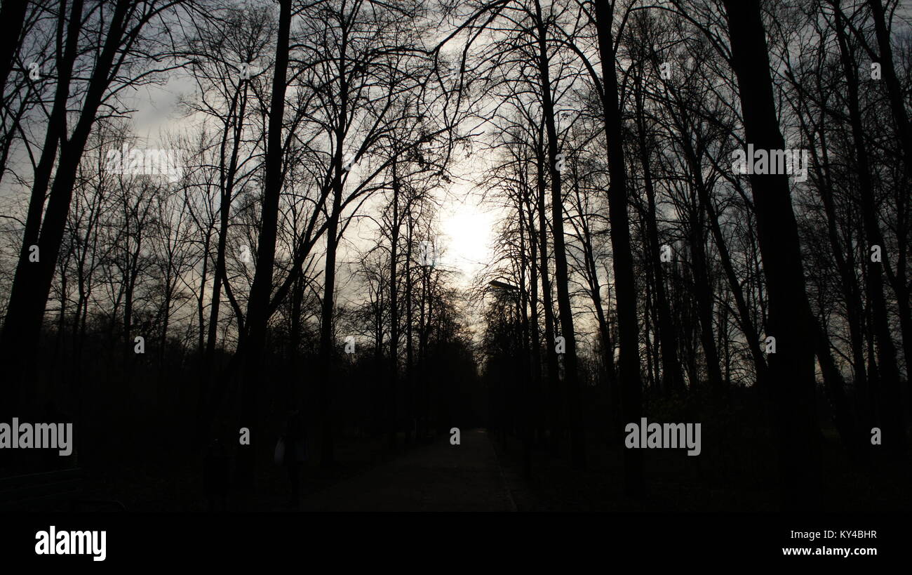 The sun in the forest Stock Photo - Alamy
