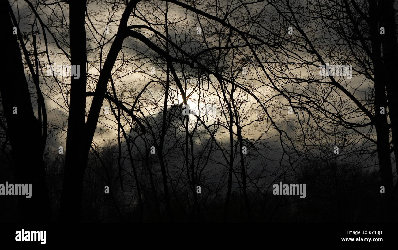 The sun in the forest Stock Photo - Alamy