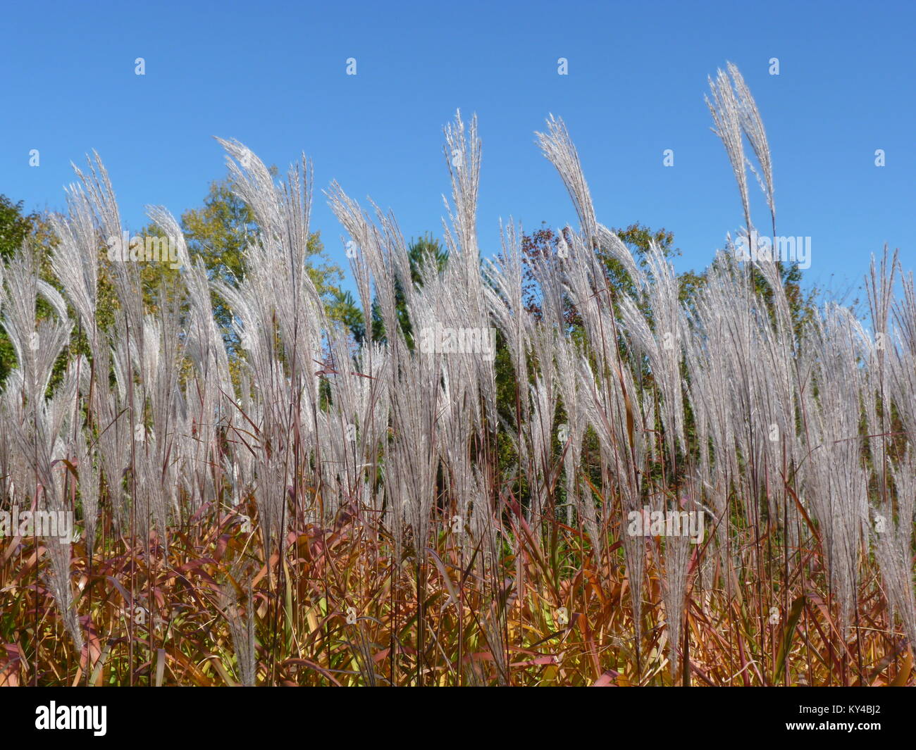 Decorative Grasses, Flame Grass, Miscanthus Purpurascens, in community ...