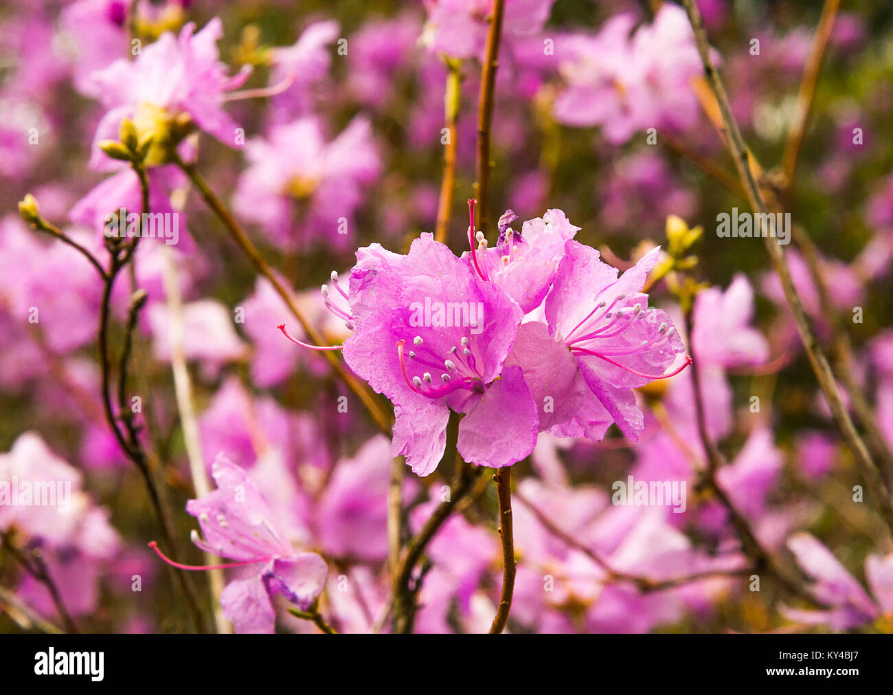 Flowering Rhododendron mucronulatum in the botanical garden in Lviv ...