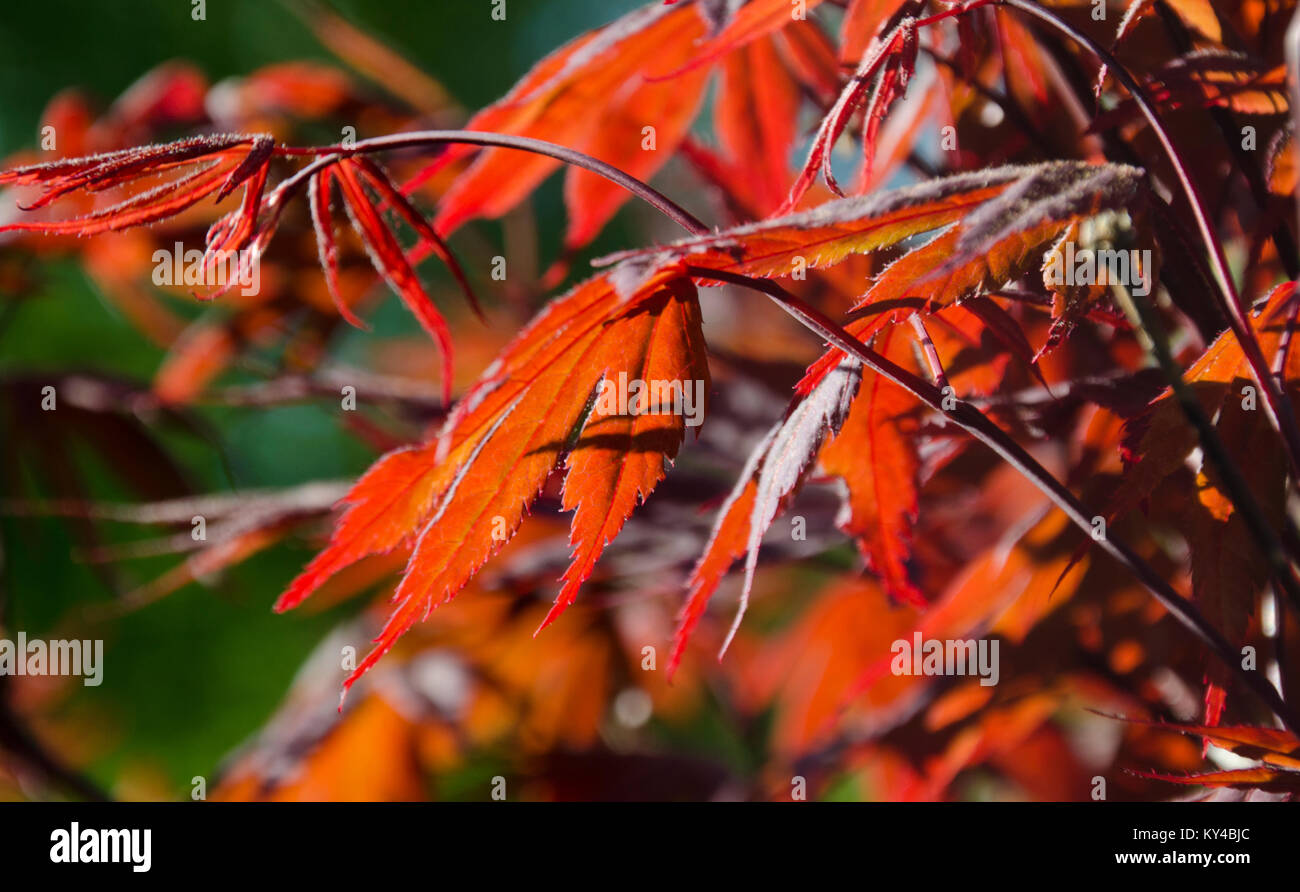 Acer palmatum leaves hi-res stock photography and images - Alamy
