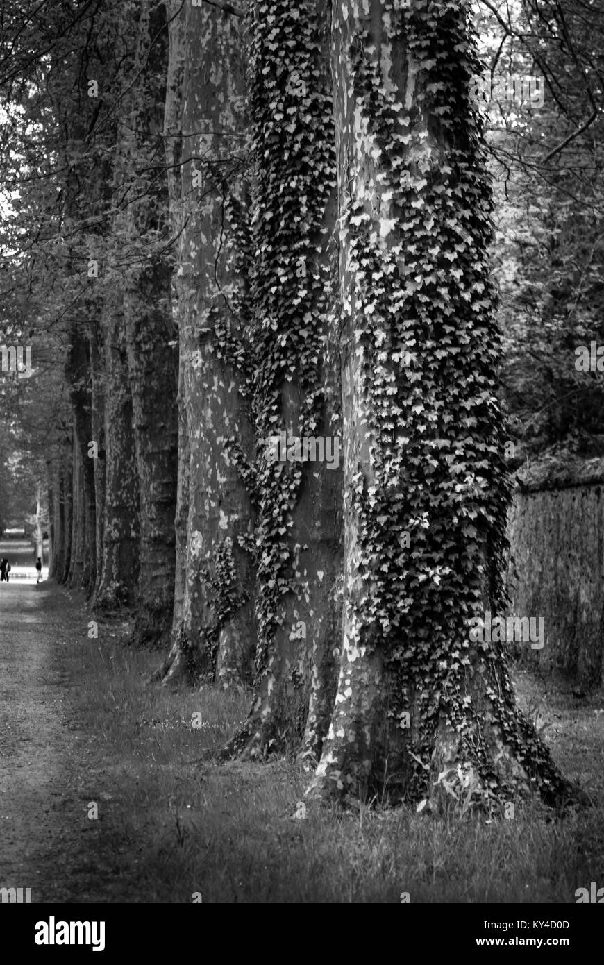 Versailles heritage Black and White Stock Photos & Images - Alamy