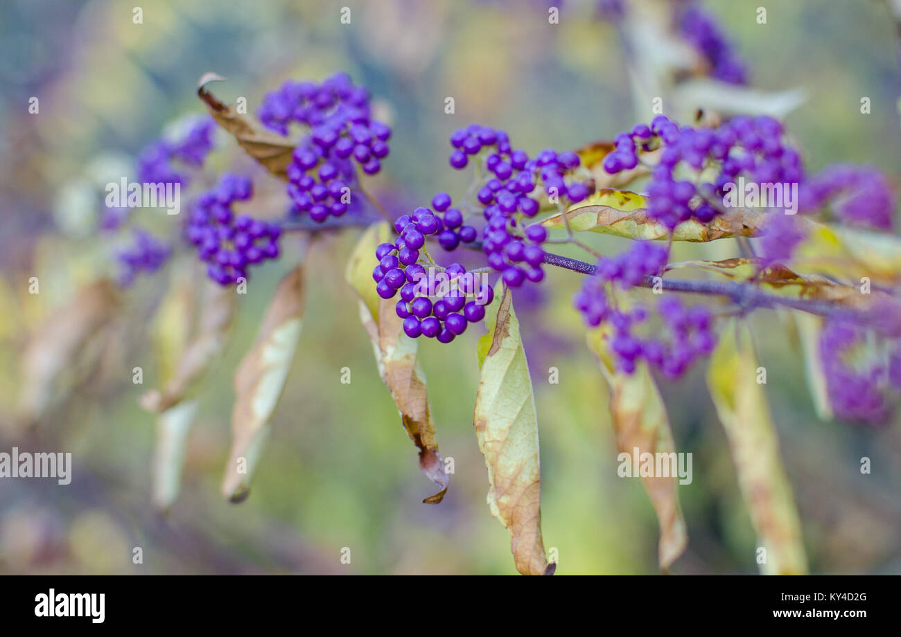 Purple berries fruit winter hi-res stock photography and images - Alamy