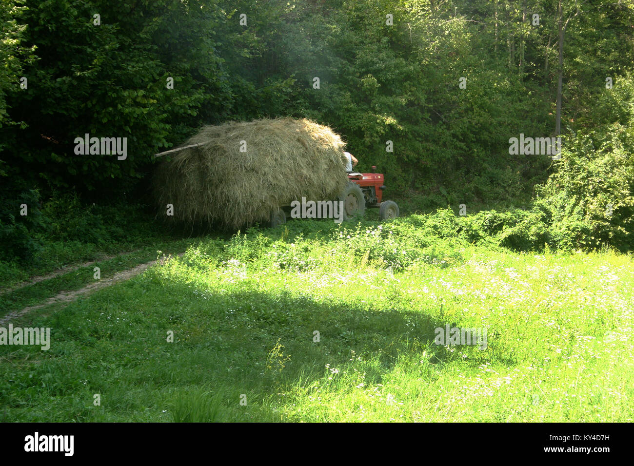 Tractor carrying hay hi-res stock photography and images - Alamy