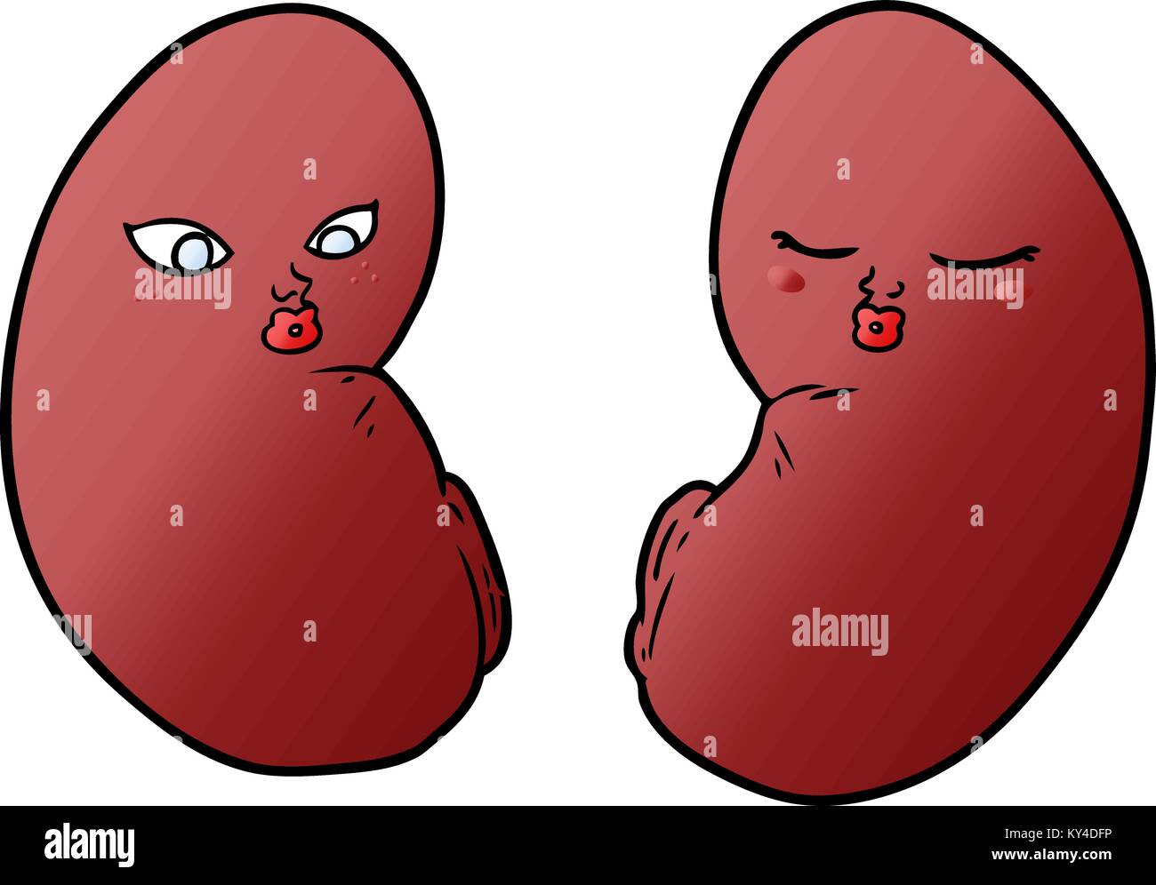 Kidneys artwork Stock Vector Images - Alamy