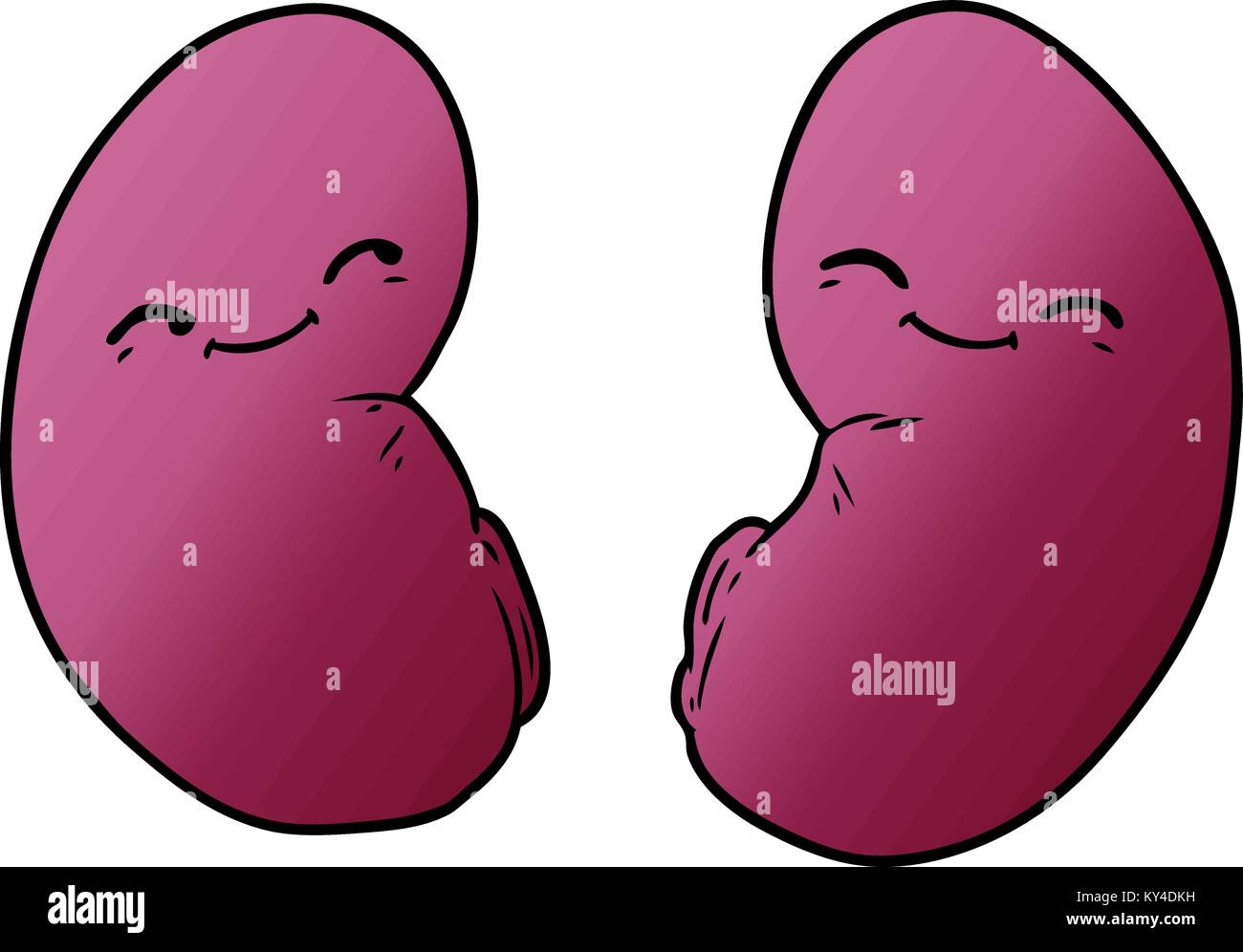 Kidneys artwork Stock Vector Images - Alamy