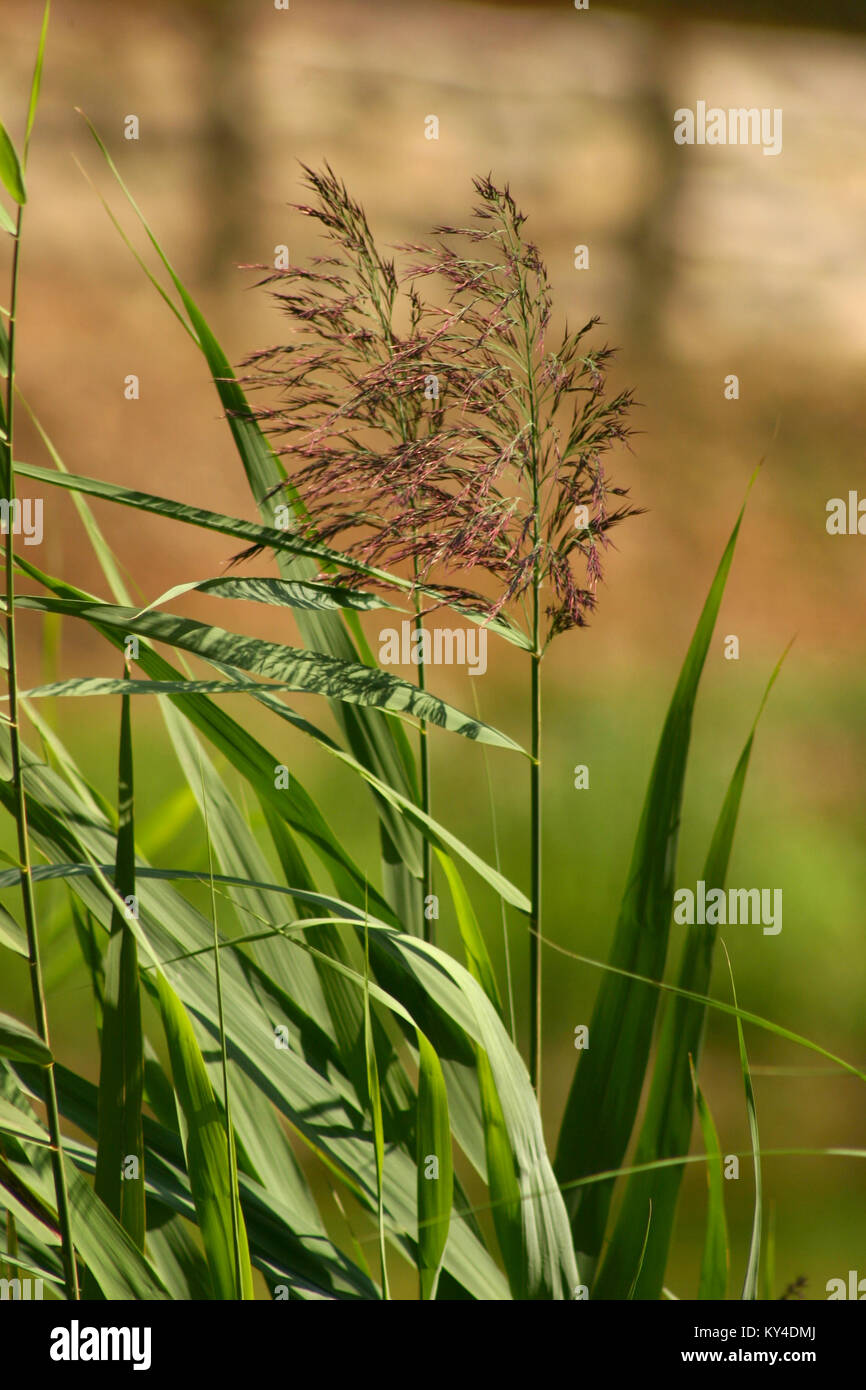 Park prirode papuk hi-res stock photography and images - Alamy