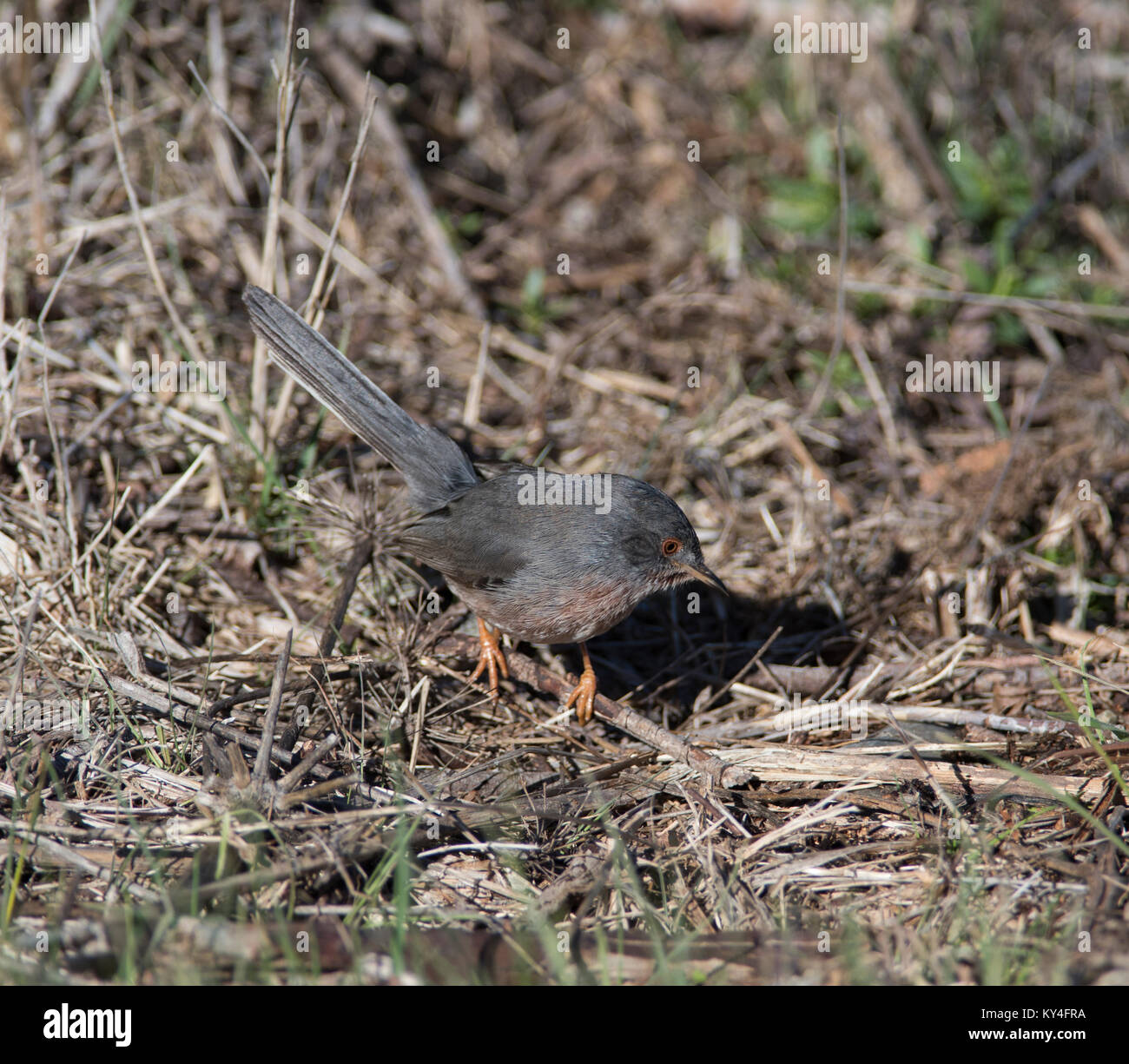Dartford Warbler (Sylvia undata) feeding on ground Mount Foia Algarve ...