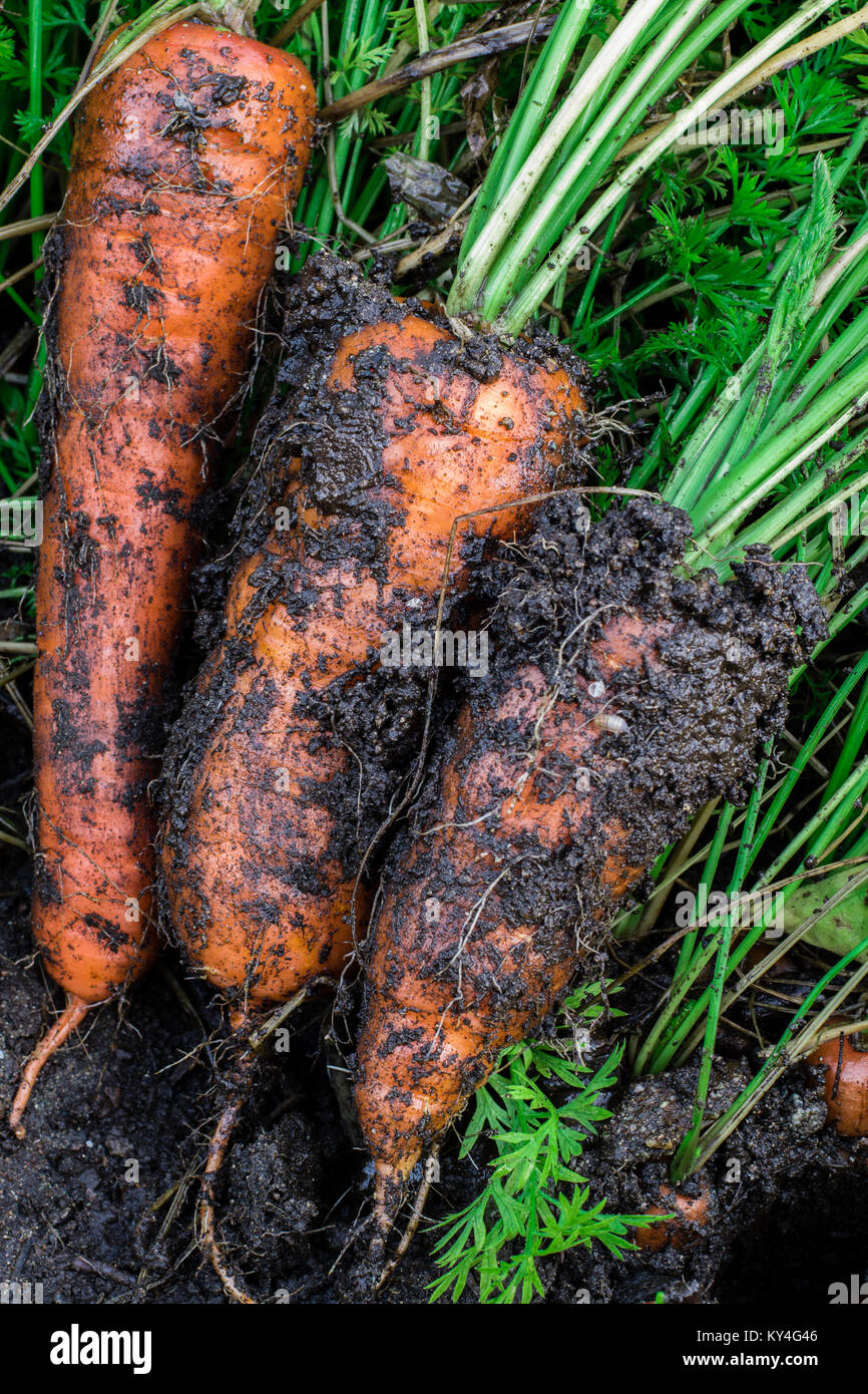 Fresh organic carrots right out of the ground. Organic gardening at its ...