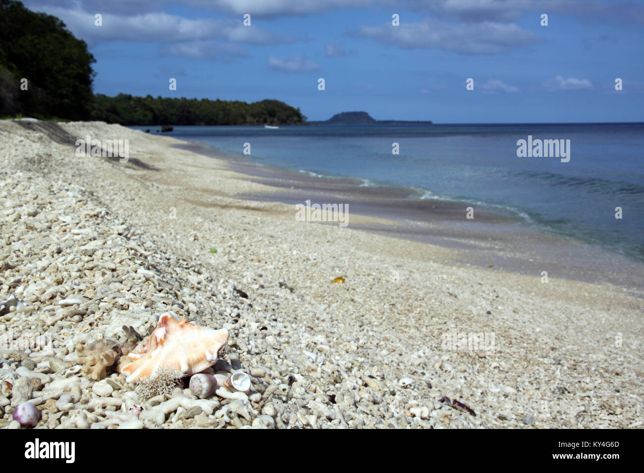 Big shell on coral beach of tropical island Efate, Vanuatu Stock Photo ...