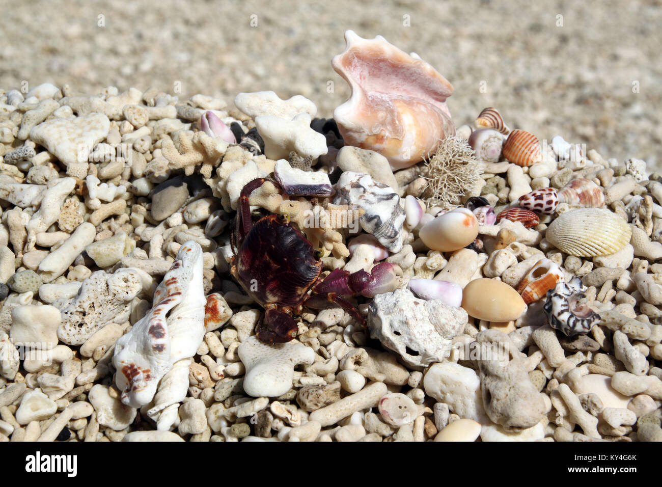 Crab, shells and corals on the beach near sea Stock Photo - Alamy