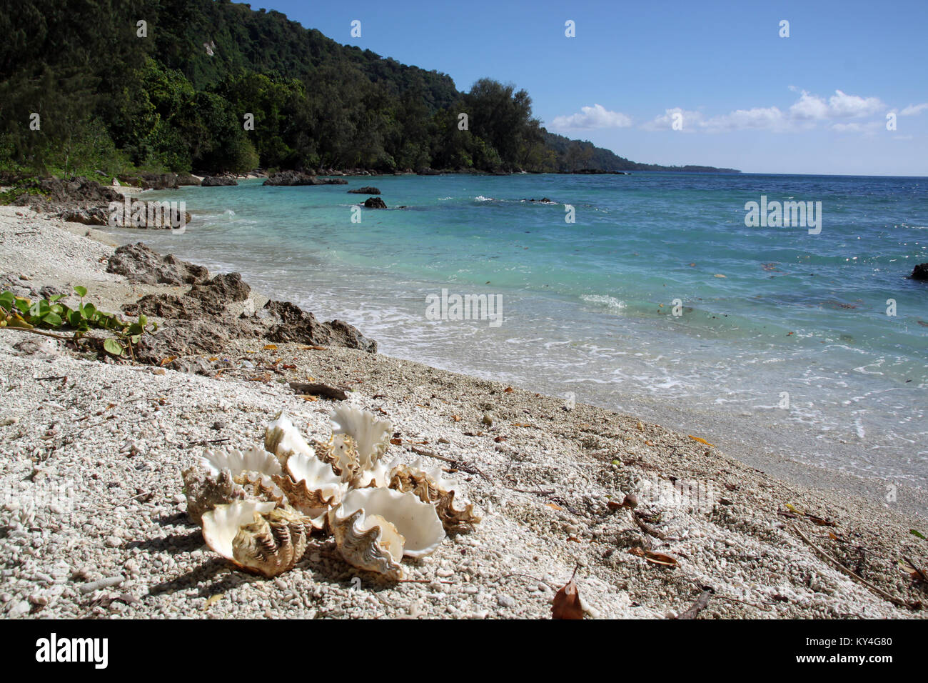 Tropical beach, pacific ocean and white shells Stock Photo - Alamy