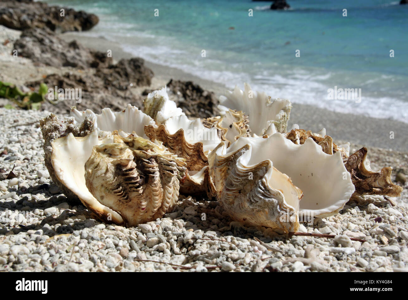 Big white shells on the beach in tropical island Stock Photo - Alamy
