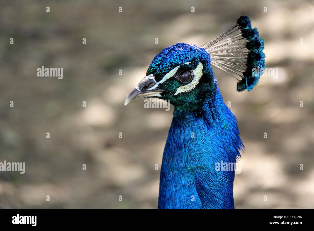 Character extravagant hi-res stock photography and images - Alamy