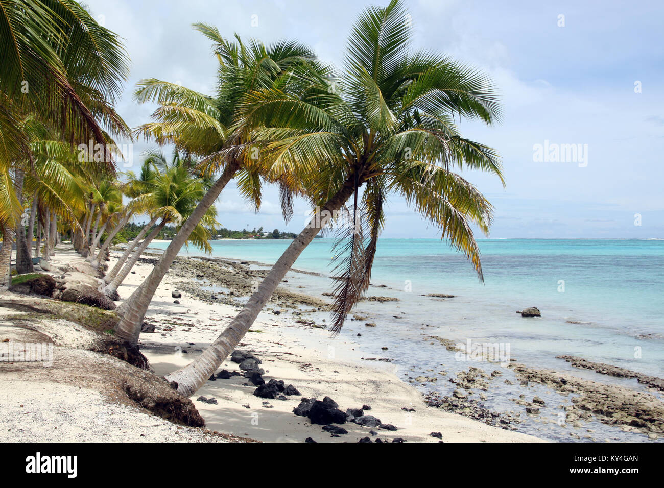 Palm trees on the white sand beach in Savaii island, Samoa Stock Photo ...