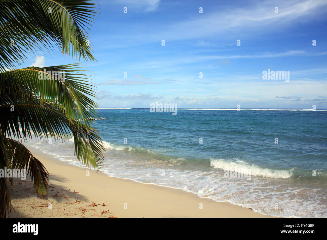 Palm tree on the sand beach in Savaii, Samoa Stock Photo - Alamy