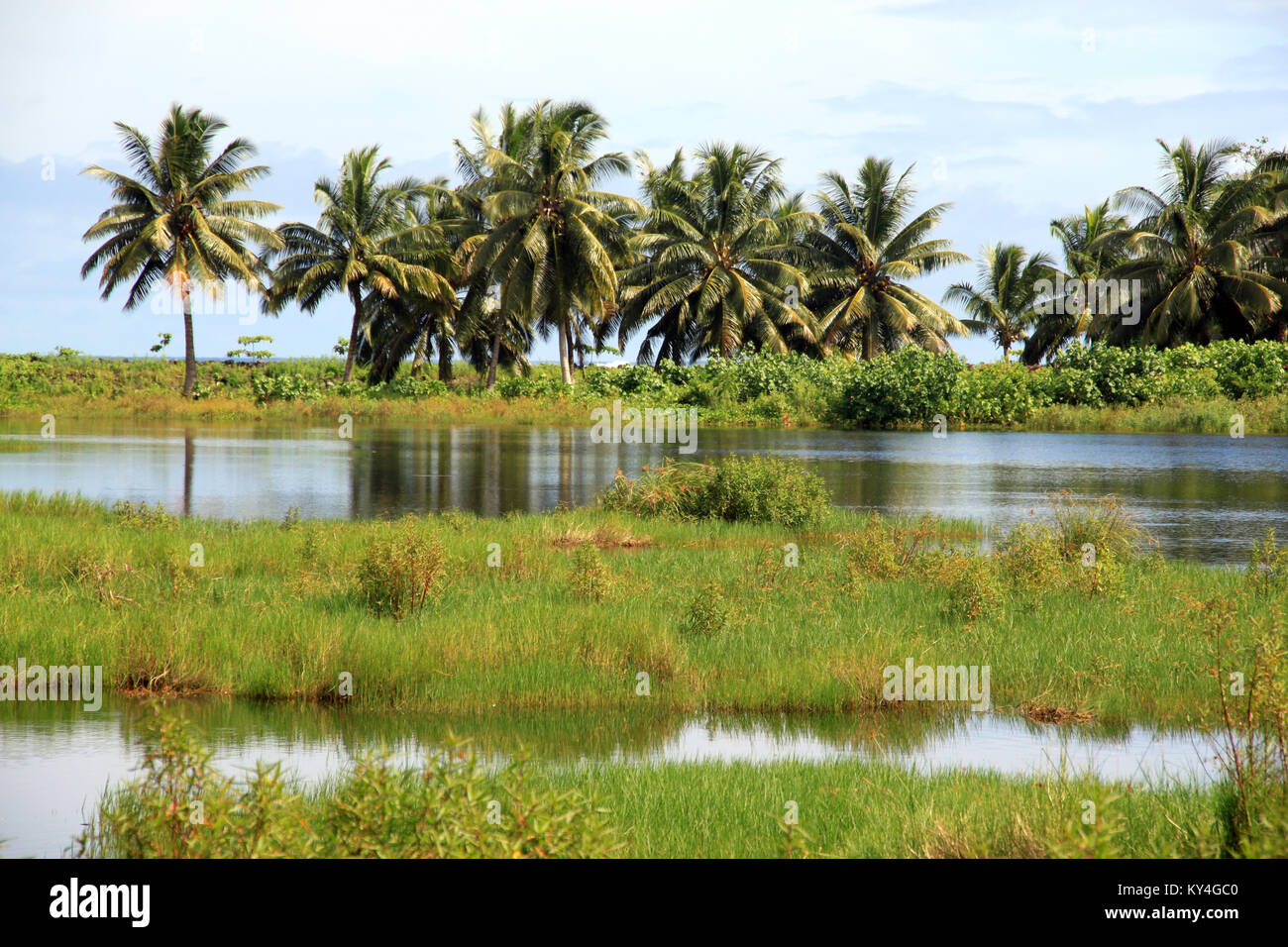 Palm trees, grass and lake in Savaii island, Samoa Stock Photo - Alamy