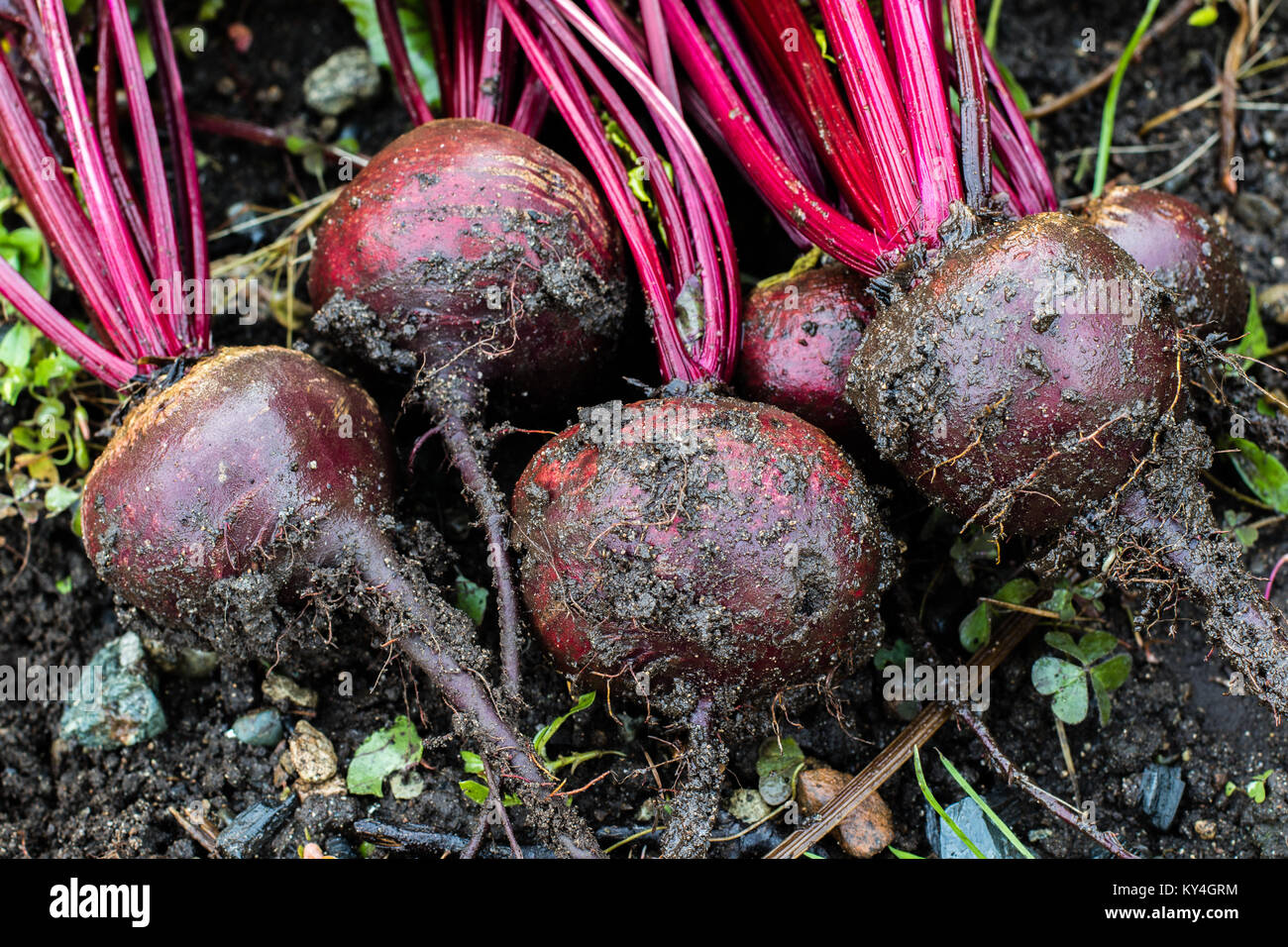 Fresh organic Beetroot right out of the ground. Organic gardening at ...