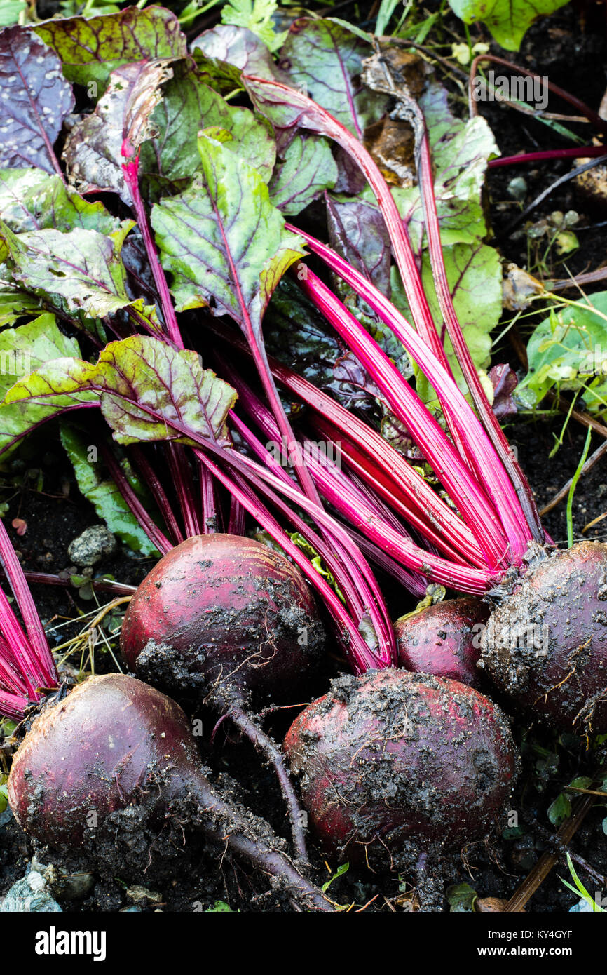 Beetroot growing ground hi-res stock photography and images - Alamy