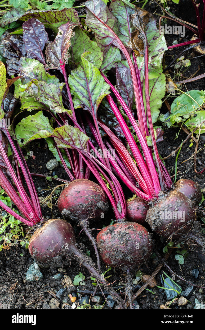 Beetroot Growing Ground Stock Photos & Beetroot Growing Ground Stock ...