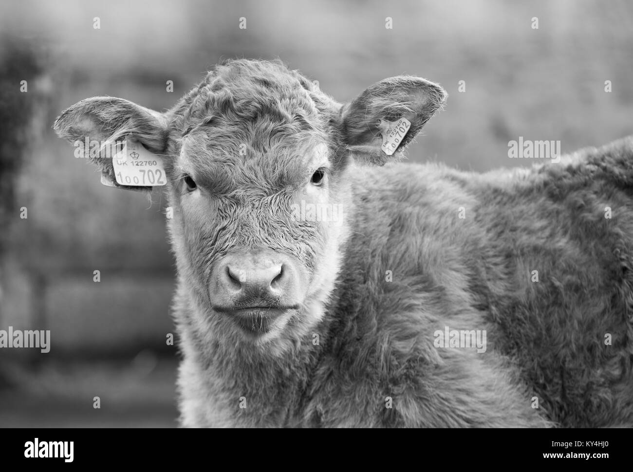 White baby calf Black and White Stock Photos & Images - Alamy