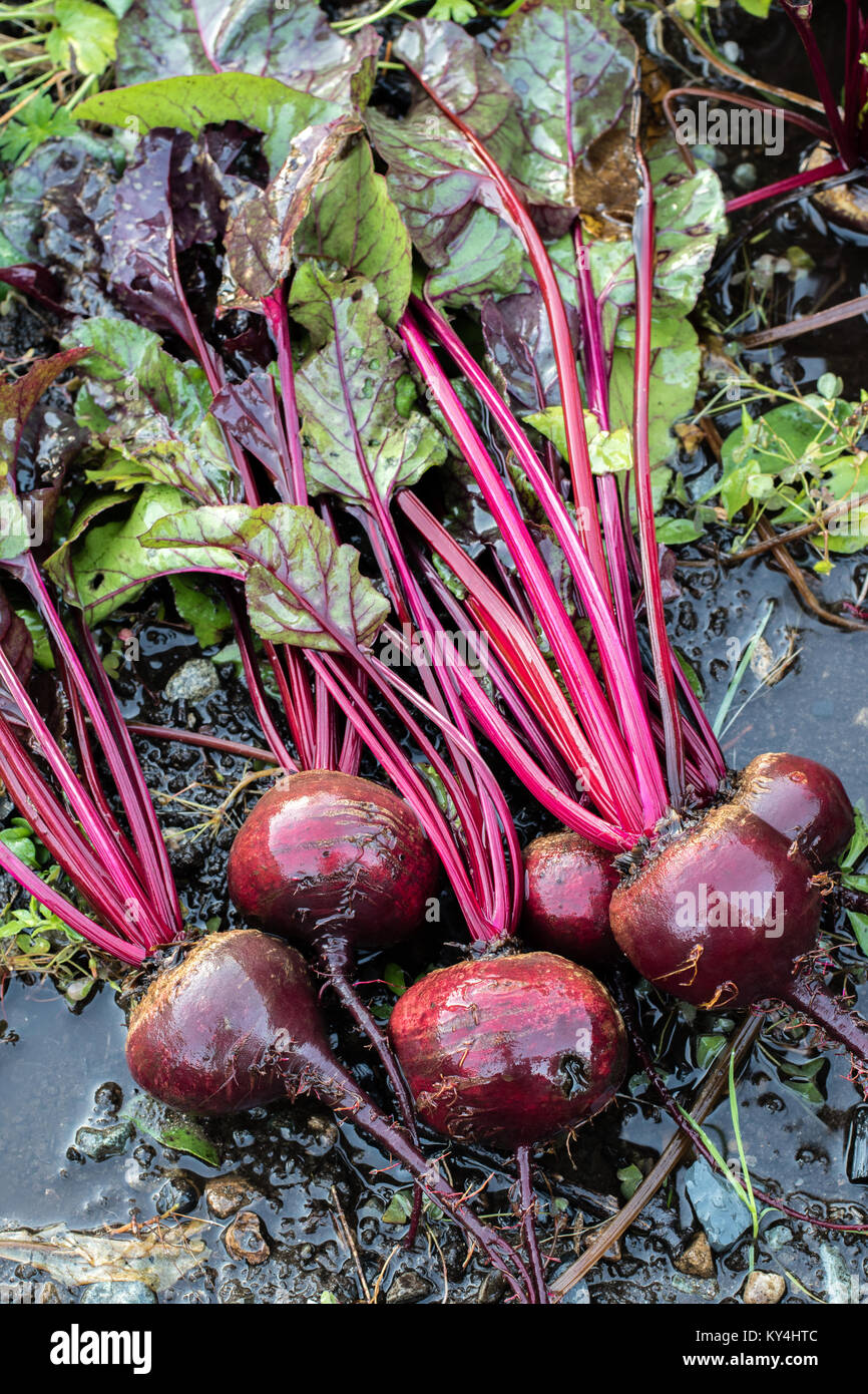 Fresh organic Beetroot right out of the ground.Washing the dirt off ...