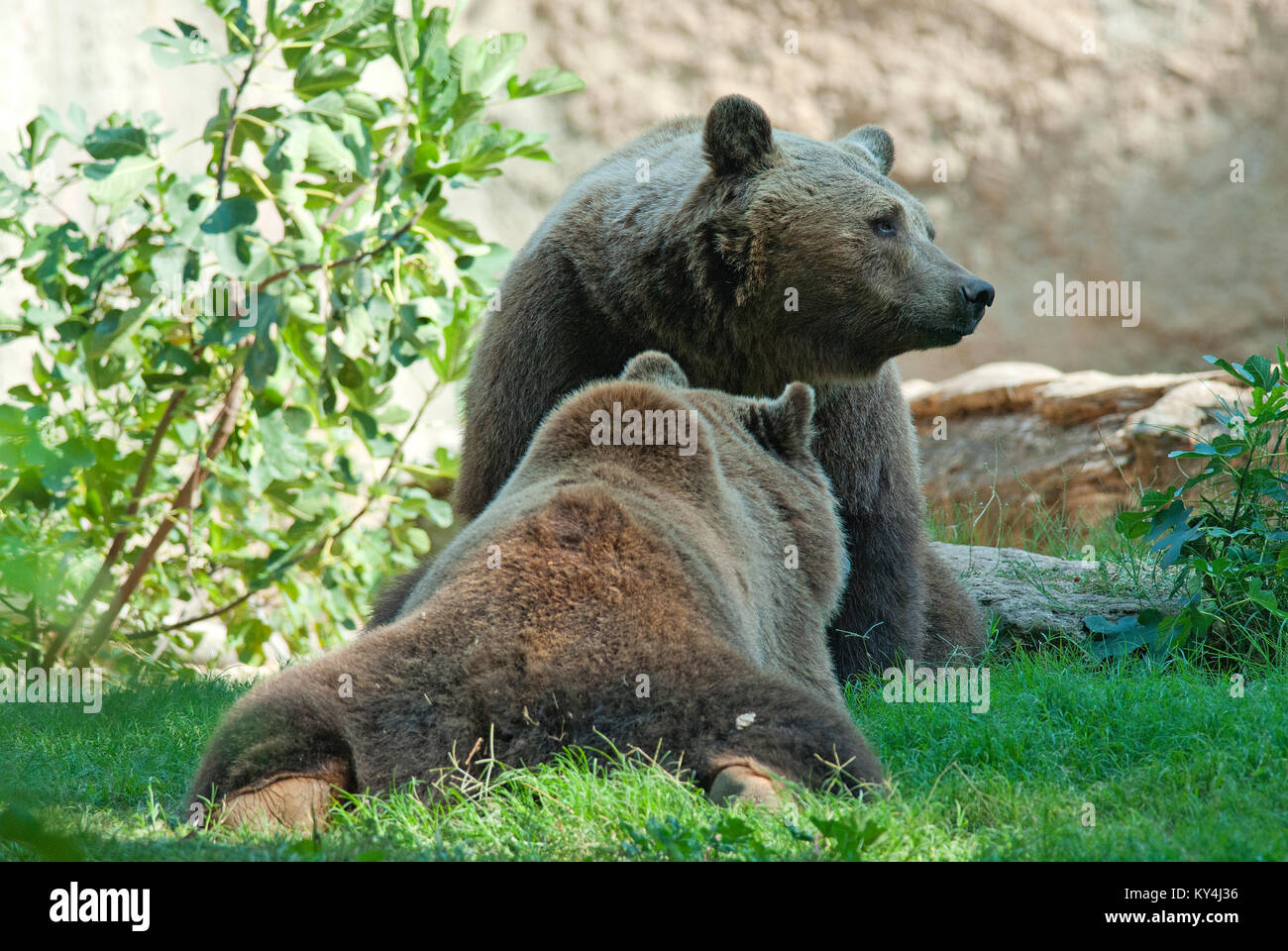 Brown bears, Ursus arctos, Bioparco, Rome, Italy Stock Photo - Alamy