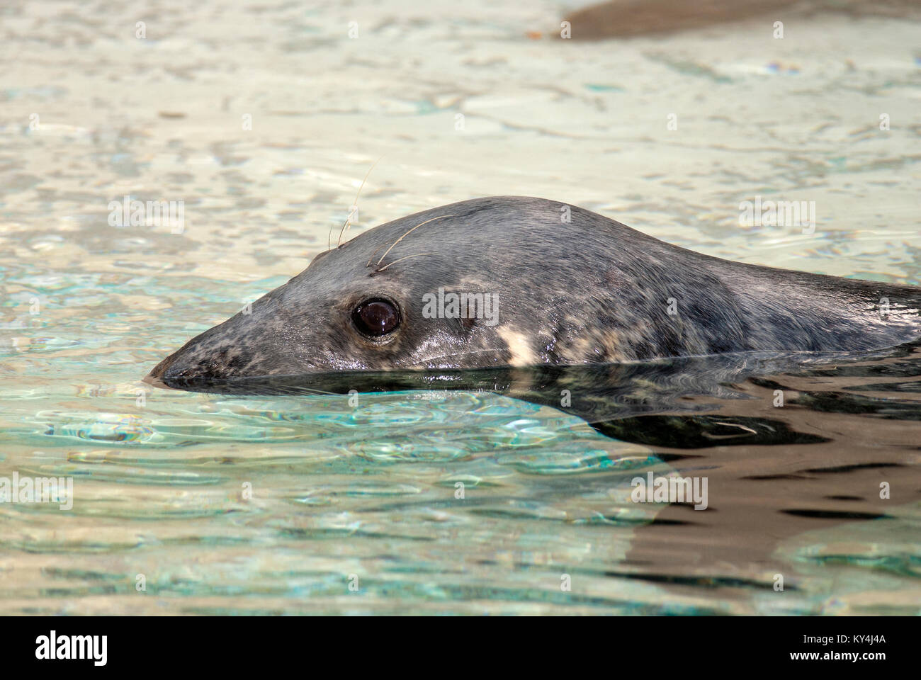 Foca grigia hi-res stock photography and images - Alamy