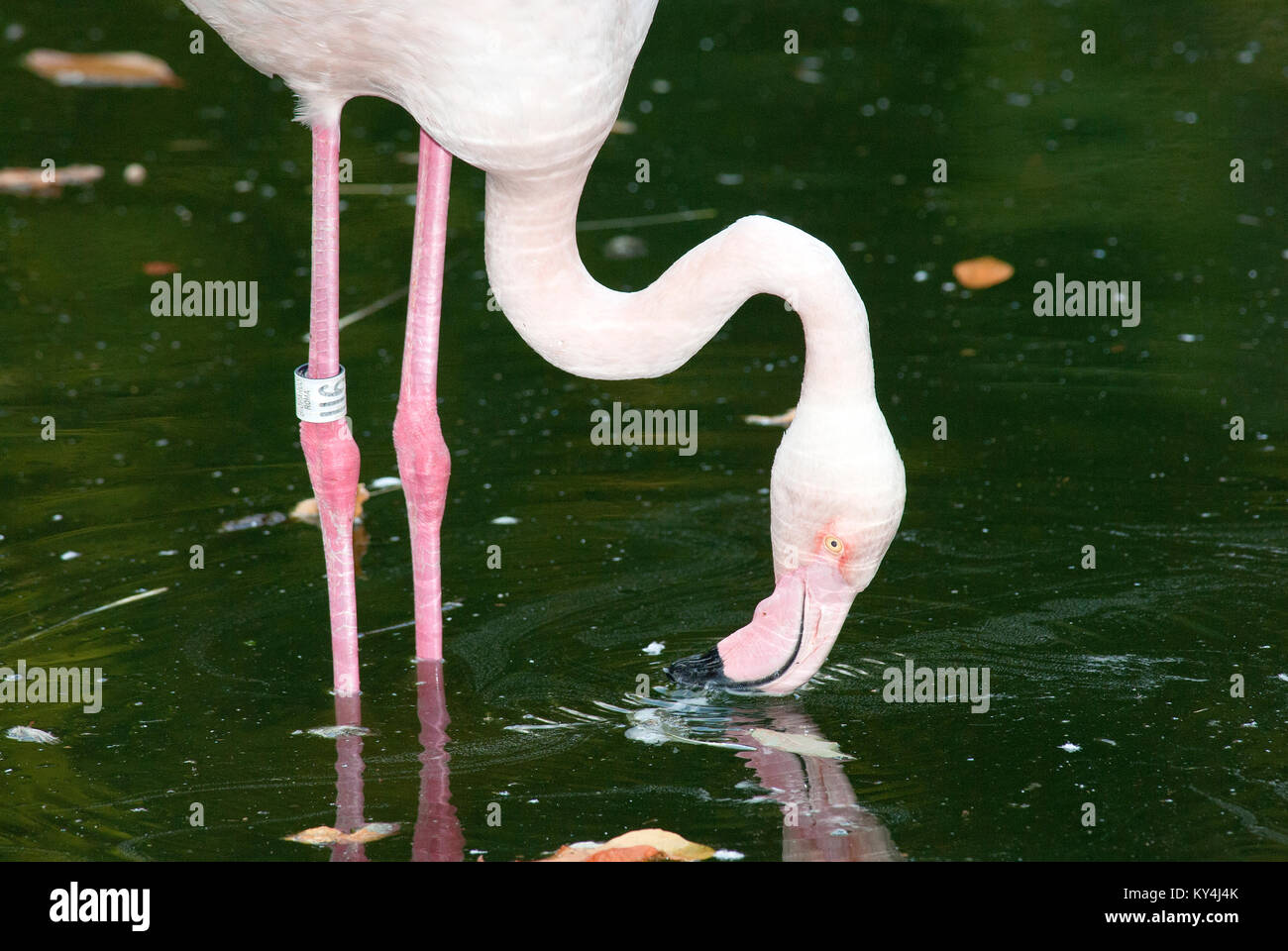 European greater flamingo, pink flamingo (Phoenicopterus roseus ...