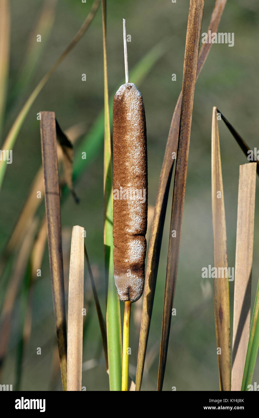 Lesser bulrush, tifa (Typha angustifolia), Trasimeno Lake, Umbria ...