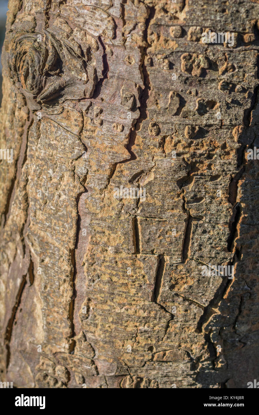 Abstract tree bark shapes in bright sunlight. Bark texture background ...