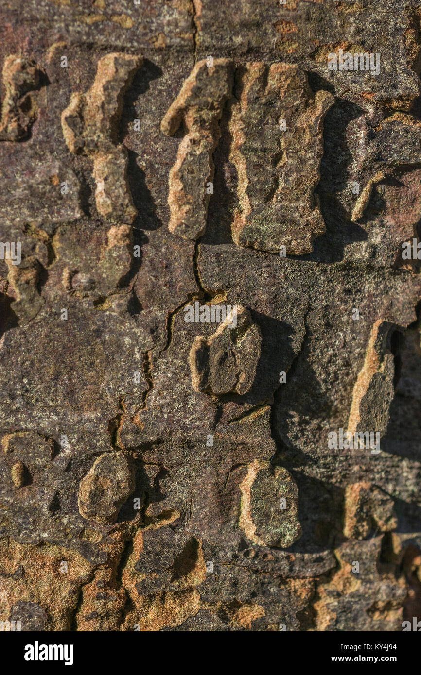 Abstract tree bark shapes in bright sunlight. Bark texture background ...