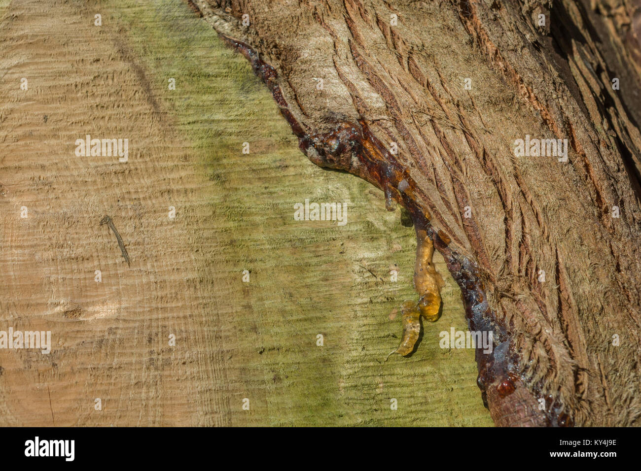 Sap Tree High Resolution Stock Photography and Images - Alamy