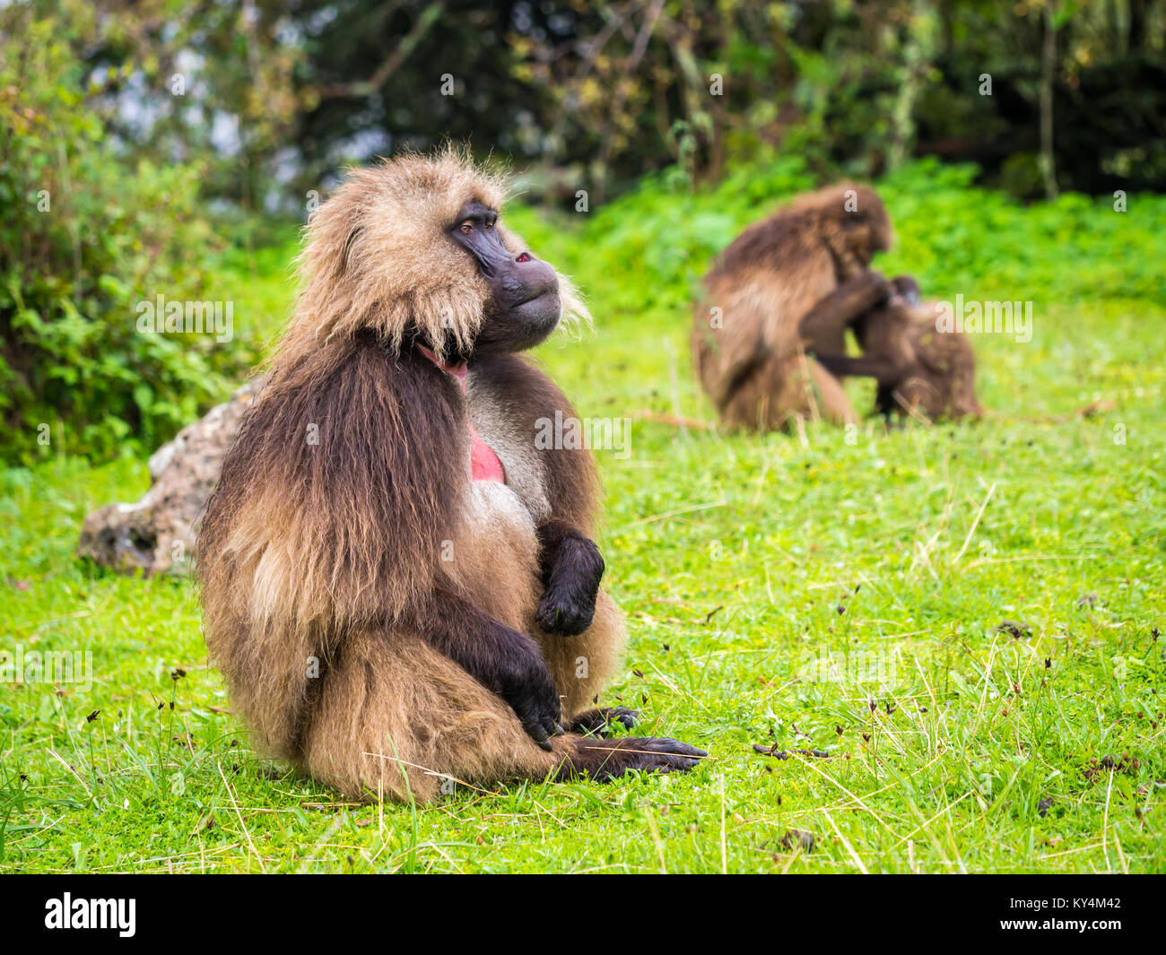 Theropithecus gelada hi-res stock photography and images - Alamy