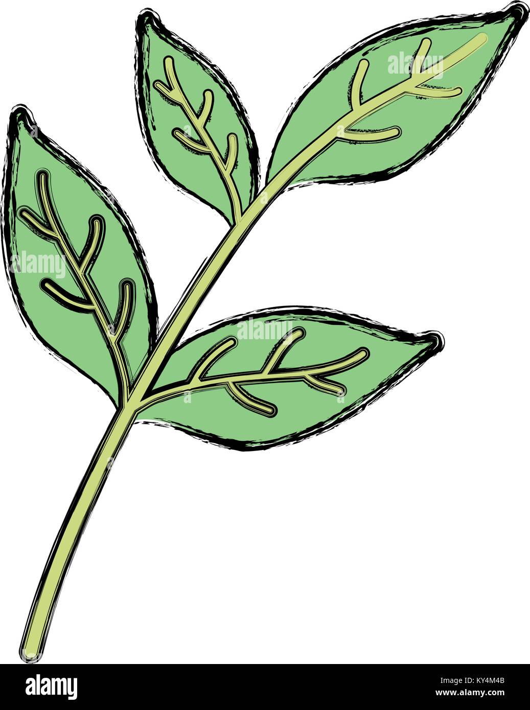 Tea leaf plant Stock Vector Image & Art - Alamy