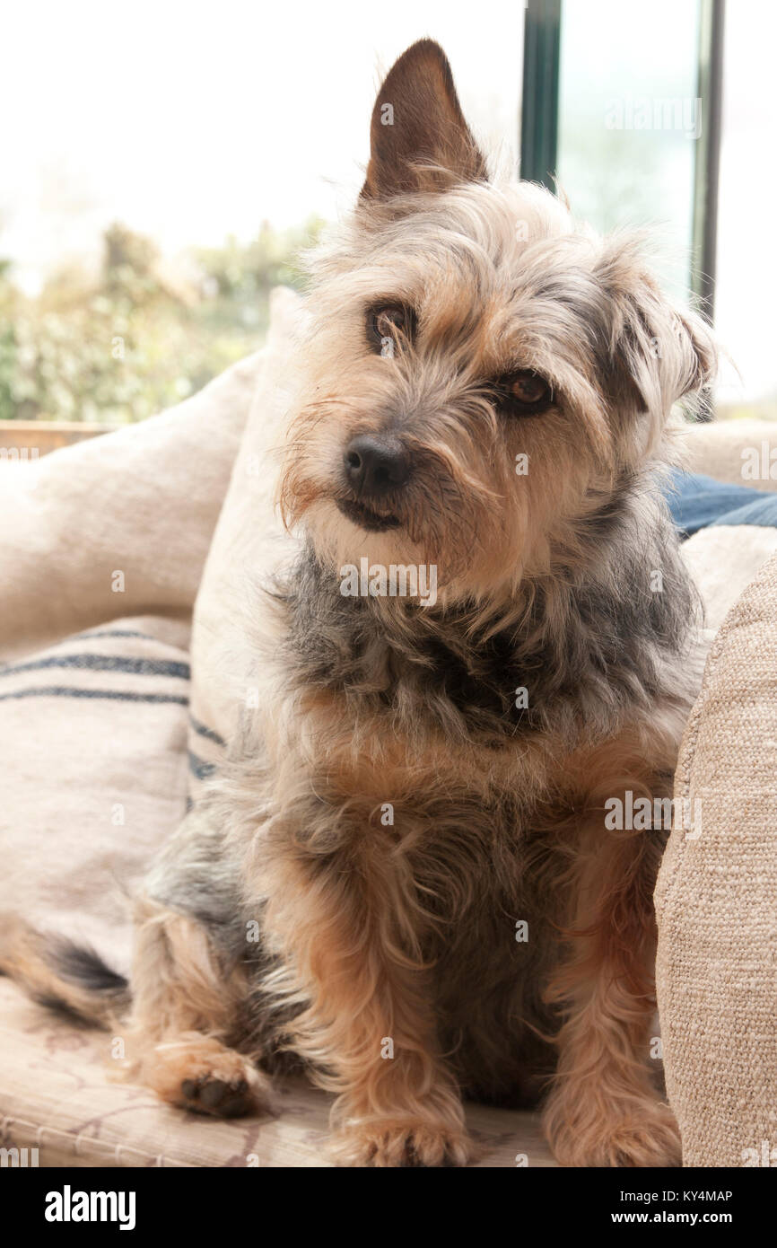 Norfolk terrier cross-breed dog, adult female Stock Photo - Alamy