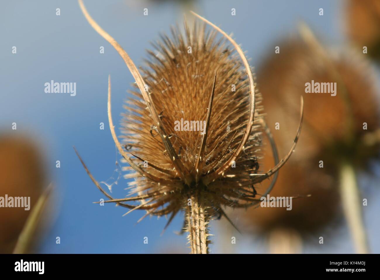 Teazel hi-res stock photography and images - Alamy