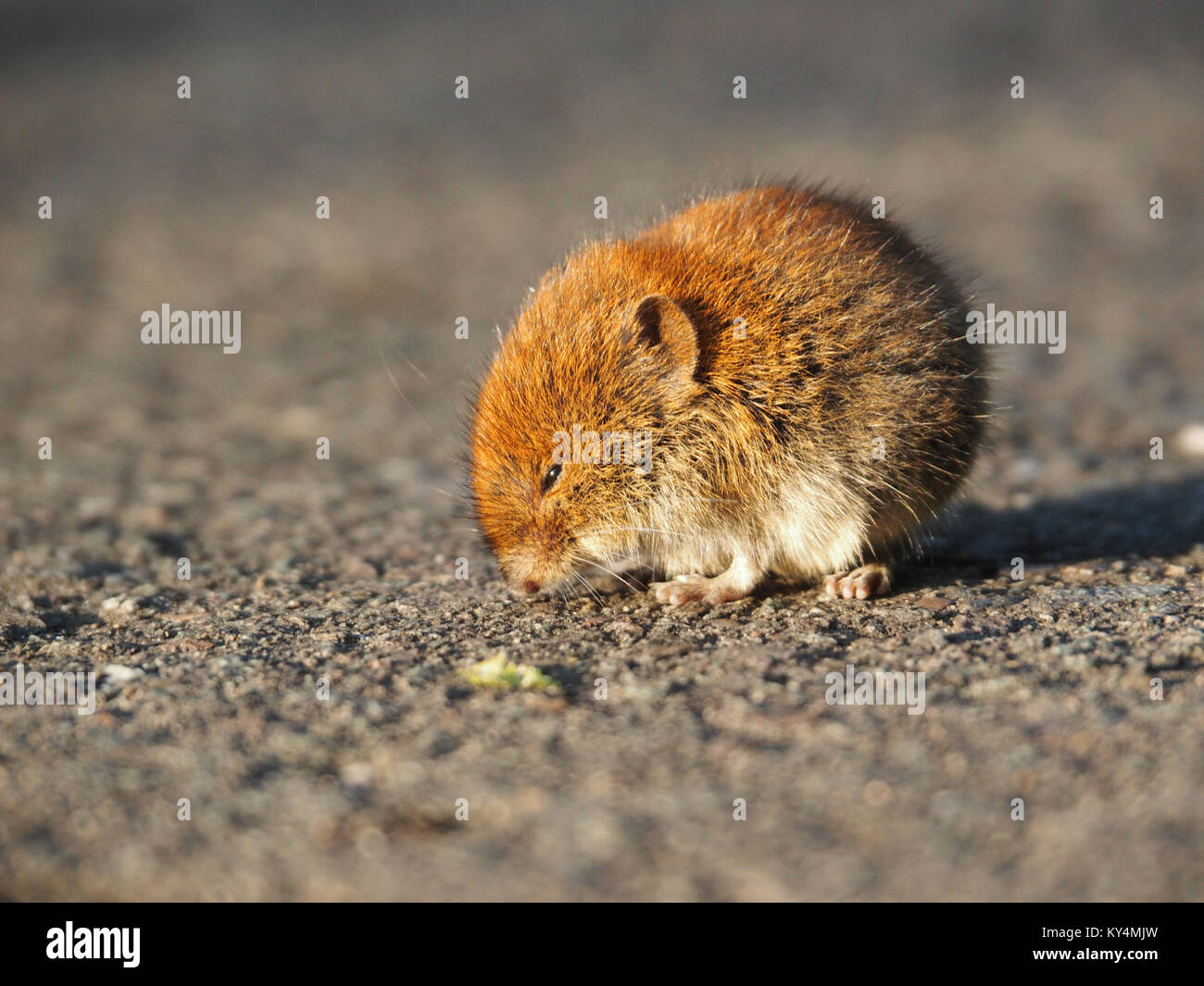 One vole hi-res stock photography and images - Alamy