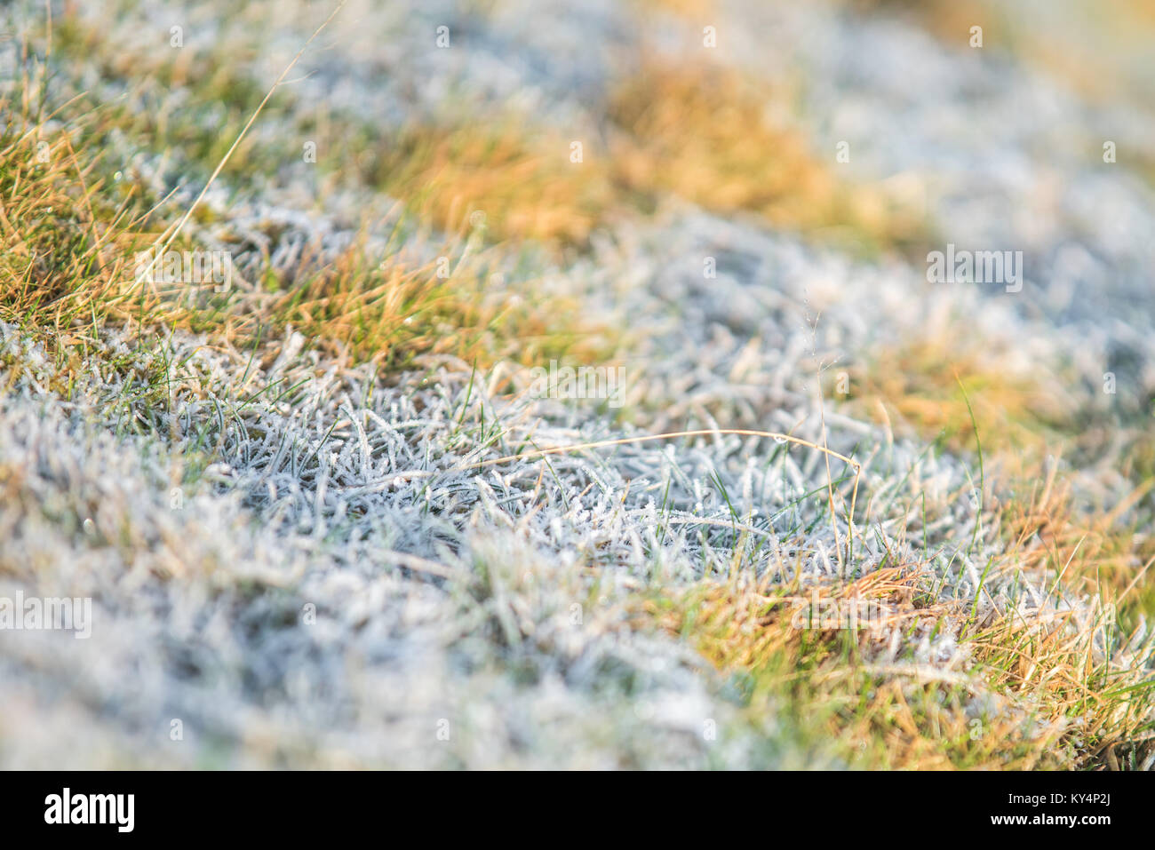 Frosty morning - ice crystals on grass Stock Photo - Alamy