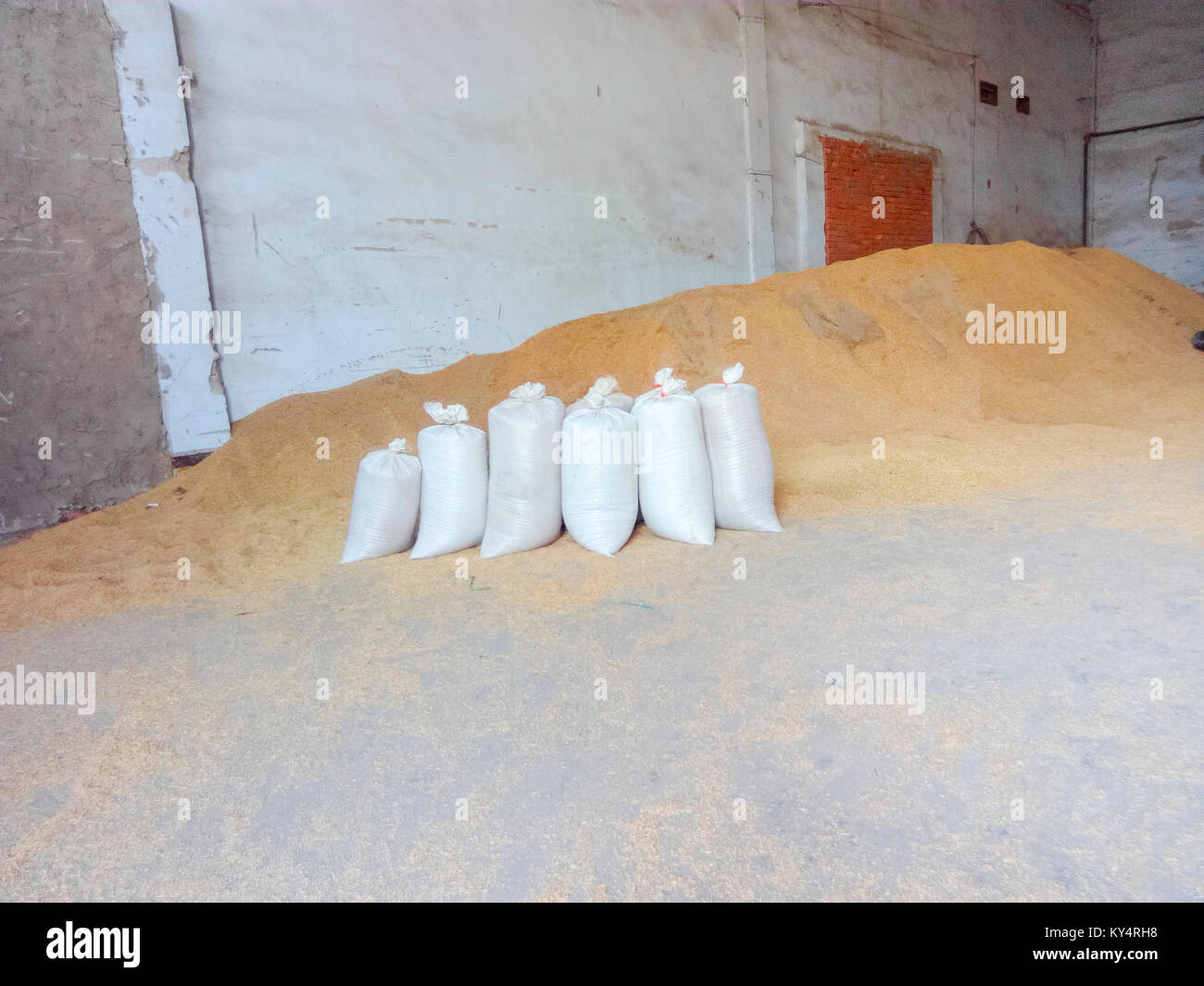 Heap of grains of barley and wheat in stock. Storage of grain crop ...