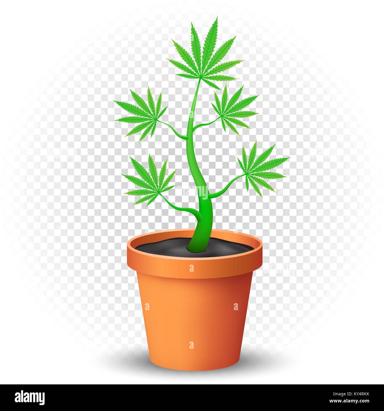 Leaf cannabis plant in Stock Vector Images - Alamy